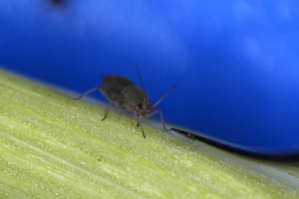 Sticky Roots – The Malmstrom Lab