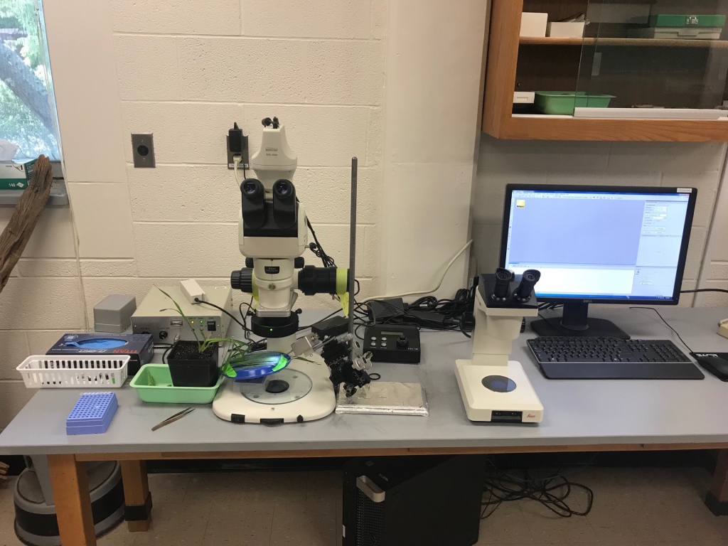 Sticky Roots – The Malmstrom Lab