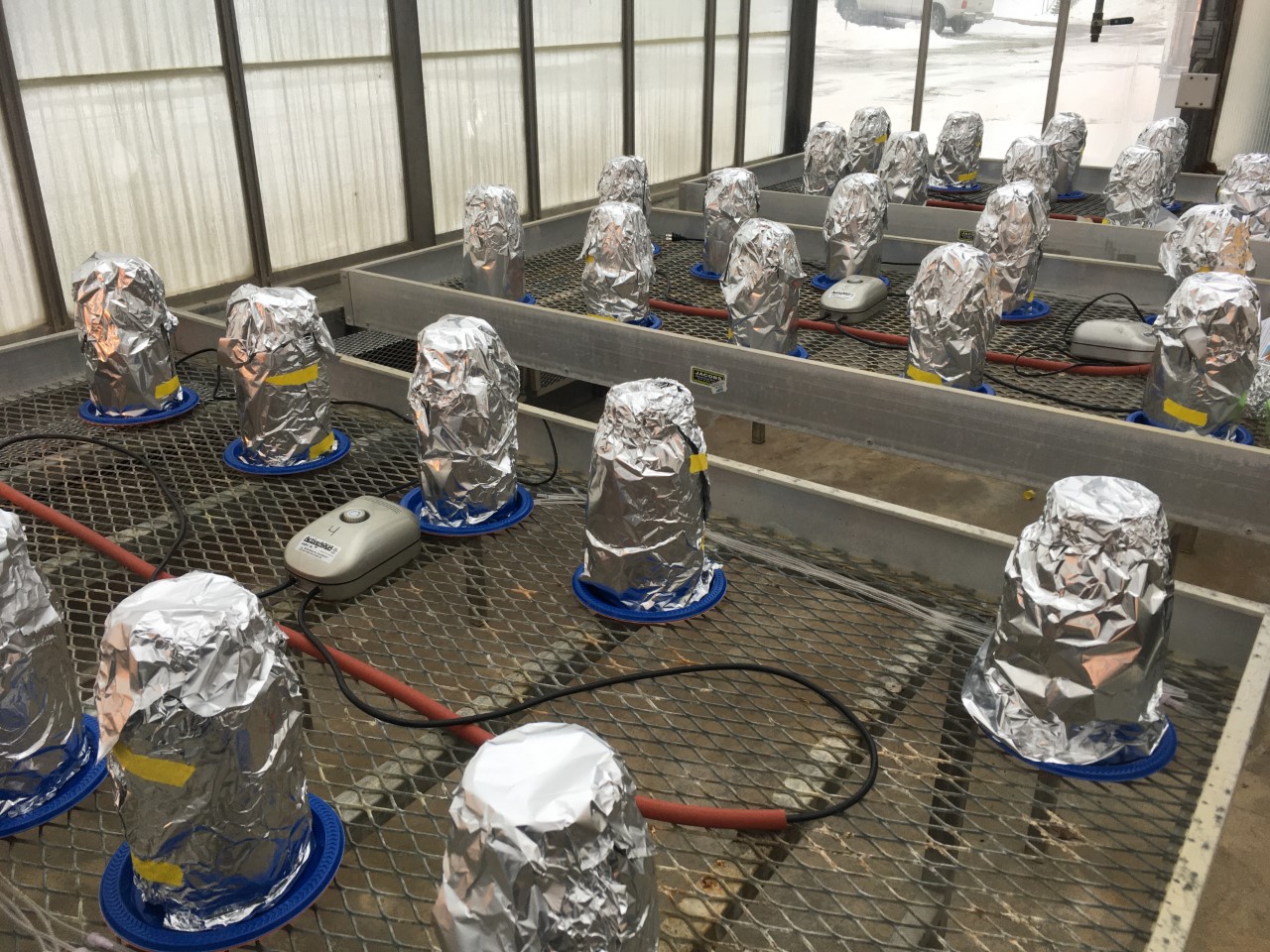 Sticky Roots – The Malmstrom Lab