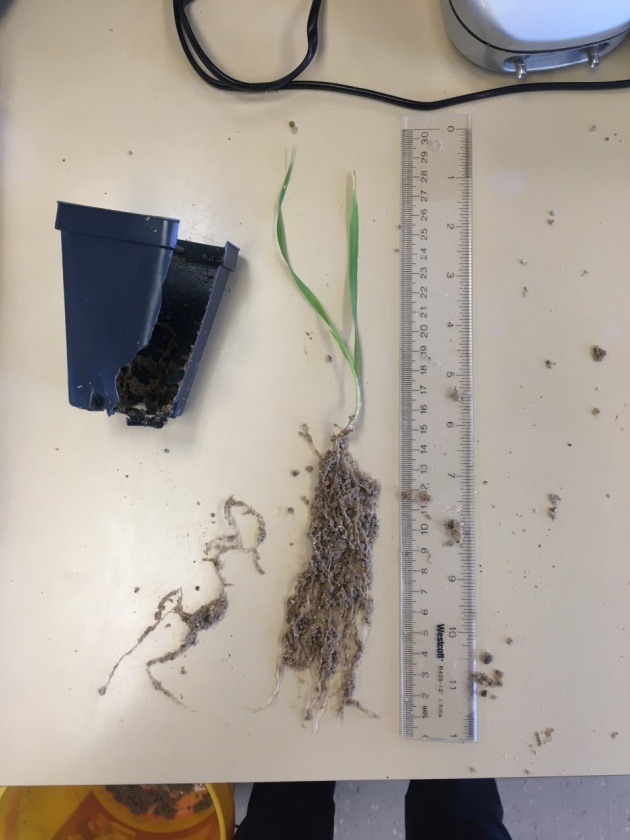 Sticky Roots – The Malmstrom Lab